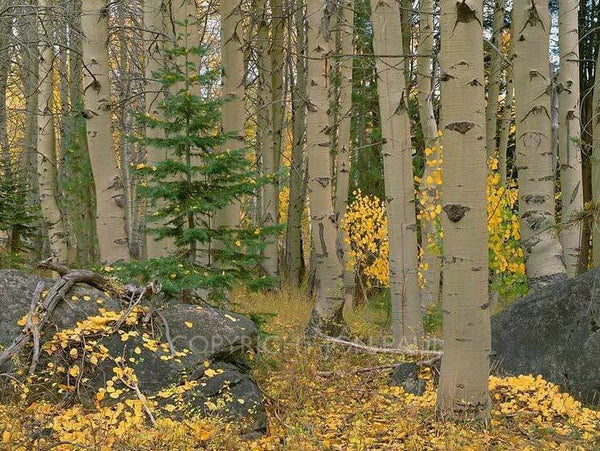 Aspen, Pine and Boulders - Marcus Ashley Gallery