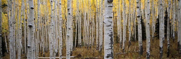 Aspen Dream - Marcus Ashley Gallery
