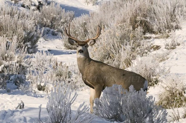 Buck in Frost and Snow - Marcus Ashley Gallery
