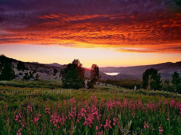 Fireweed Sunset - Marcus Ashley Gallery