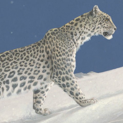 Snow Leopards - Marcus Ashley Gallery