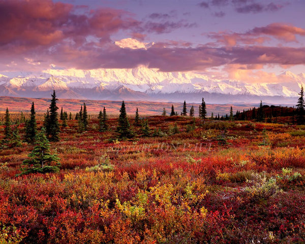 Fall Tundra, Sunset, Denali NP - Marcus Ashley Gallery