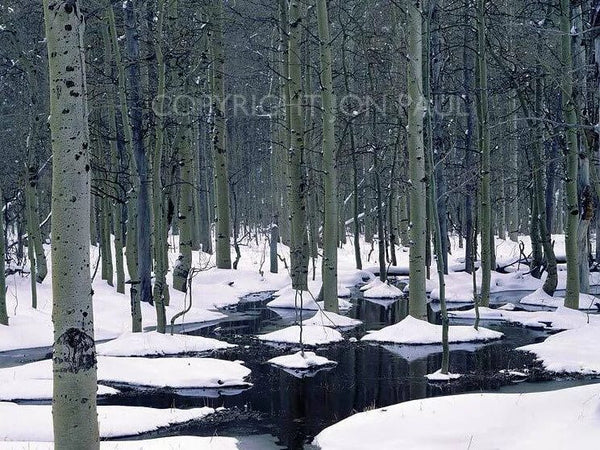 Winter Repose - Marcus Ashley Gallery